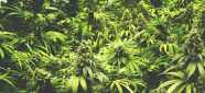 Teen Street Names For Marijuana Newport Academy