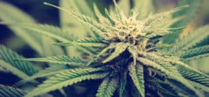 What Is Moke? Drug Risks for Teens